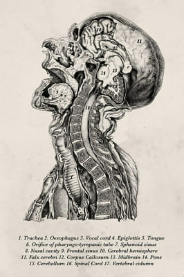 Anatomy Test - Basics (Part 1) - Test | Quotev