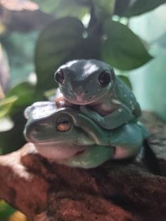 pick a frog :) - Quiz | Quotev