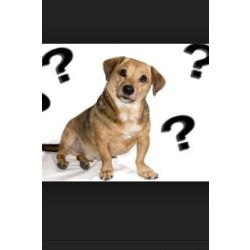 How well do you know dog breeds? - Test | Quotev