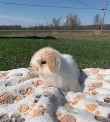 If you were an animal, what animal would you be? - Quiz | Quotev