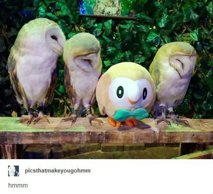 Which starter pokemon is your partner? - Quiz | Quotev