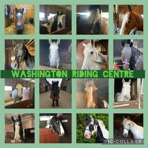 What Horse at Washington Riding Centre would be your Favourite? - Quiz