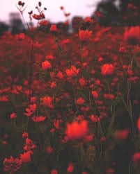 Who is obsessed with you (3) - Quiz | Quotev