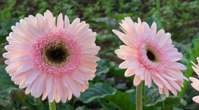 Jjba door game with chicken soup - Quiz | Quotev