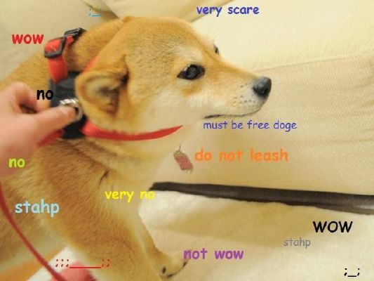 What doge are you? - Quiz | Quotev