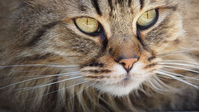 How well do you know cat breeds? - Test | Quotev