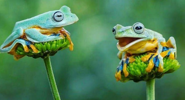 What type of frog are you? - Quiz | Quotev
