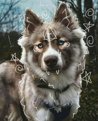 What is your dog theriotype? - Quiz | Quotev