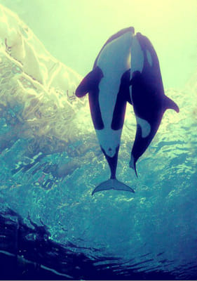 What is your ocean spirit animal? - Quiz | Quotev