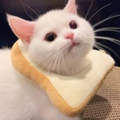 Make Toast, Get A Cat Pfp - Quiz | Quotev