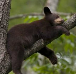 Pick bears and get a bear - Quiz | Quotev