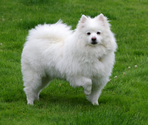Non-Sporting Group Dogs - Test