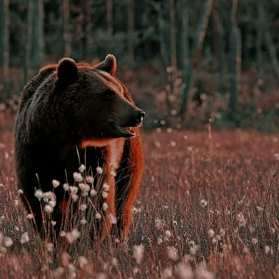 Which Disney Princess Are You? + Lesser Known Included - Quiz | Quotev