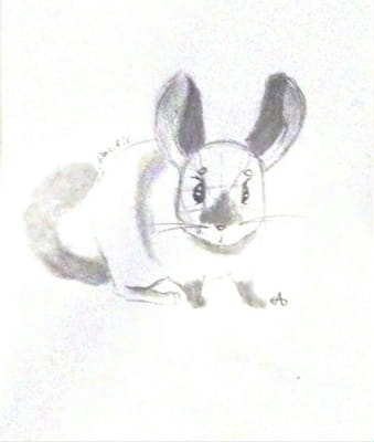 Group Of Chinchillas Dead