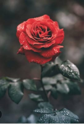 Beneath the Bleachers: Part-5: Rumors, Roses & Red Flags - Quiz | Quotev