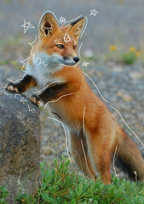 What's ur Theriotype? - Quiz | Quotev