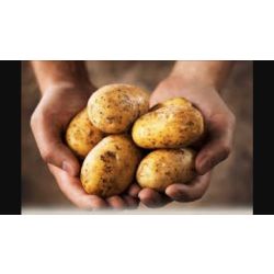 What Kind Of Potato are you? - Quiz | Quotev