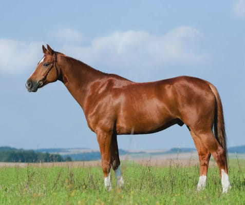 Guess The Horse Breed Test Quotev