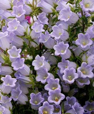 Choose random things and get a Loona member - Quiz | Quotev