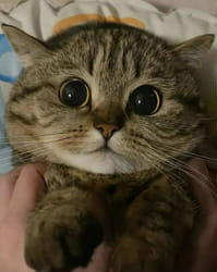 Cute Quizzes | Quotev