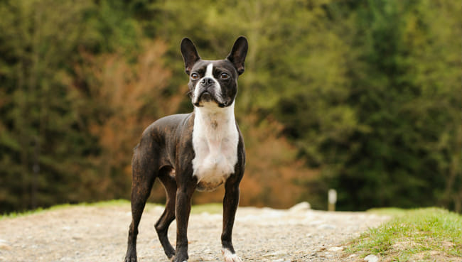 Non-Sporting Group Dogs - Test