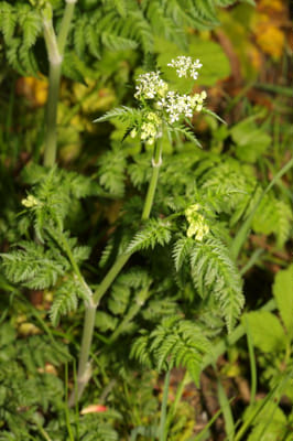 Medicine Cat Apprentice Quiz 1 - Test | Quotev