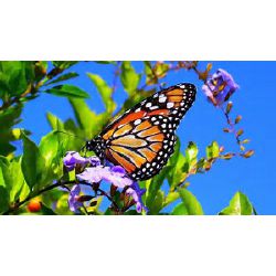 How innocent are you? - Quiz | Quotev