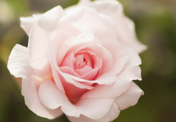 What Flower are you? - Quiz | Quotev