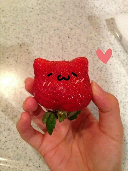 Published | Strawberry cat | Quotev