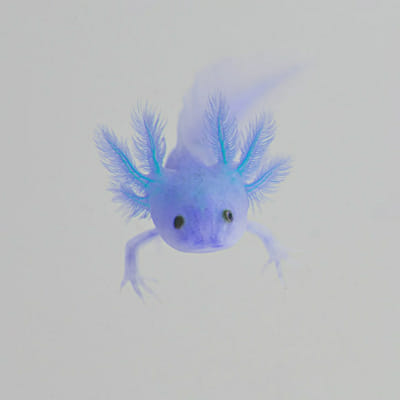 Axolotl Knowledge Quiz (EASY) - Test | Quotev