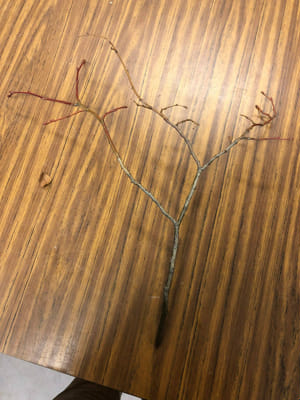 Deciduous Plant Material #1 practice quiz - Test | Quotev