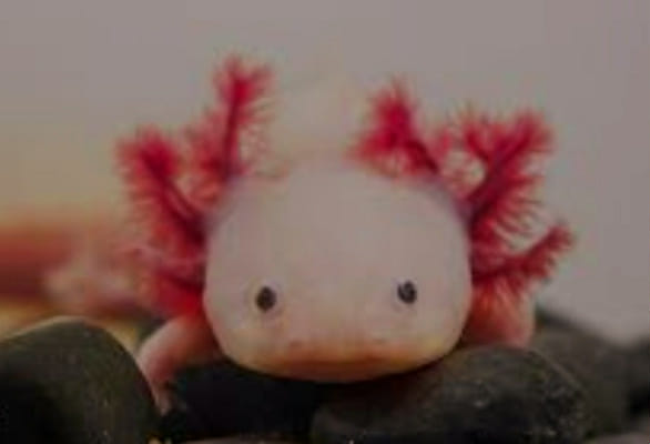 Make your own outfit and get a SL pfp•• - Quiz | Quotev