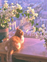 Answer some question to get an aesthetic! - Quiz | Quotev