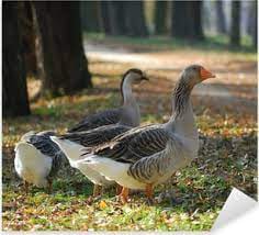 What Goose Breed Are You? - Quiz | Quotev