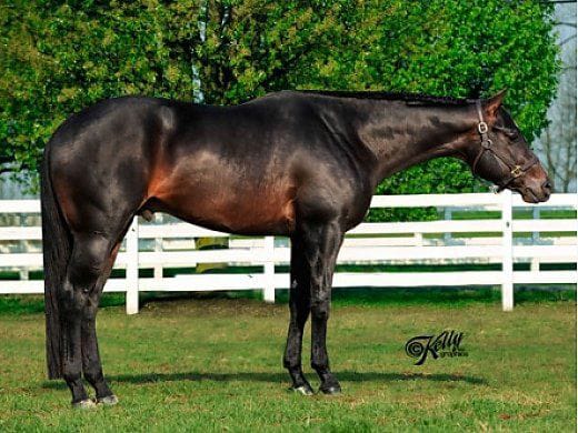 ℍ𝕠𝕣𝕤𝕖 𝕨𝕠𝕦𝕝𝕕 𝕪𝕠𝕦 𝕣𝕒𝕥𝕙𝕖𝕣 - Survey | Quotev