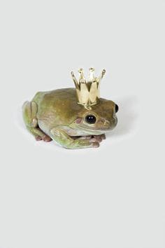 pick a frog :) - Quiz | Quotev