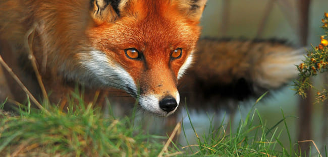 Could you be a...red fox therian? - Quiz | Quotev