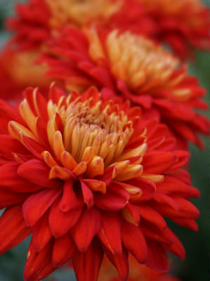 Haikyuu! Magical Society: The Sorting Ceremony - Quiz | Quotev