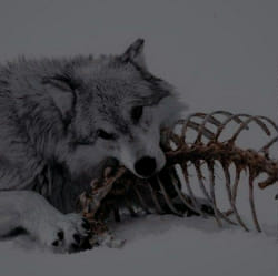 Starflesh Quizzes | Quotev