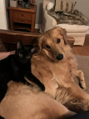 Are you a black cat or golden retriever? (fem/masc/hijab friendly ...