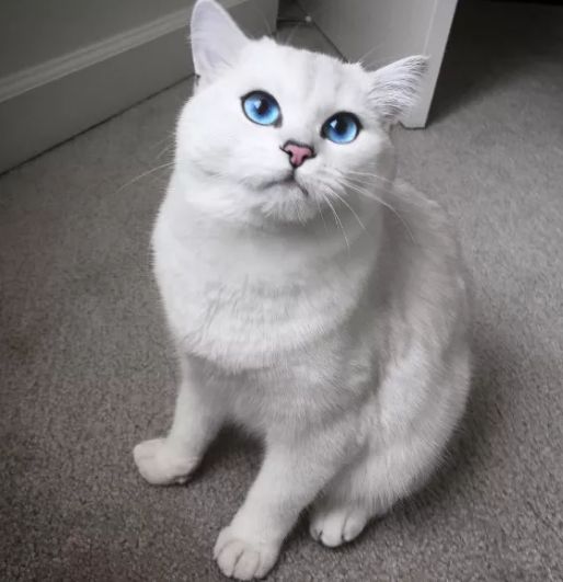 Do you know your cats? - Test | Quotev