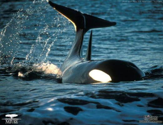What is your ocean spirit animal? - Quiz | Quotev