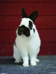 Rabbit breed test - Test | Quotev