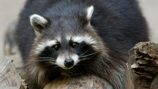 Pick some aesthetic raccoon pictures and get a MHA lover - Quiz | Quotev