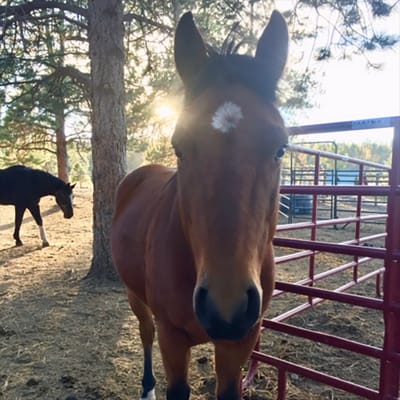 Guess The Horse Names - Survey | Quotev