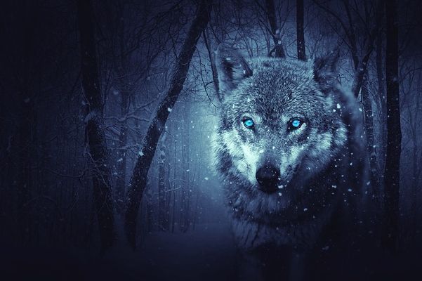 A Wolf Called Wander - Quiz | Quotev