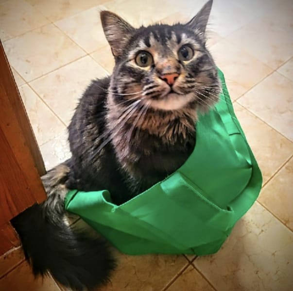 Is it a real cat or a fake cat? - Test | Quotev