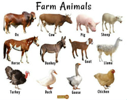 What Kind of Farm Animal Are You? - Quiz | Quotev