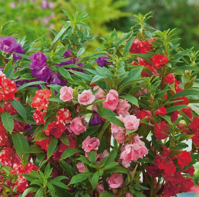 pjsk personality test :D - Quiz | Quotev