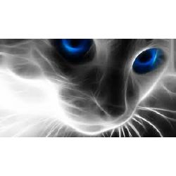 Cat facts true or false - Test | Quotev